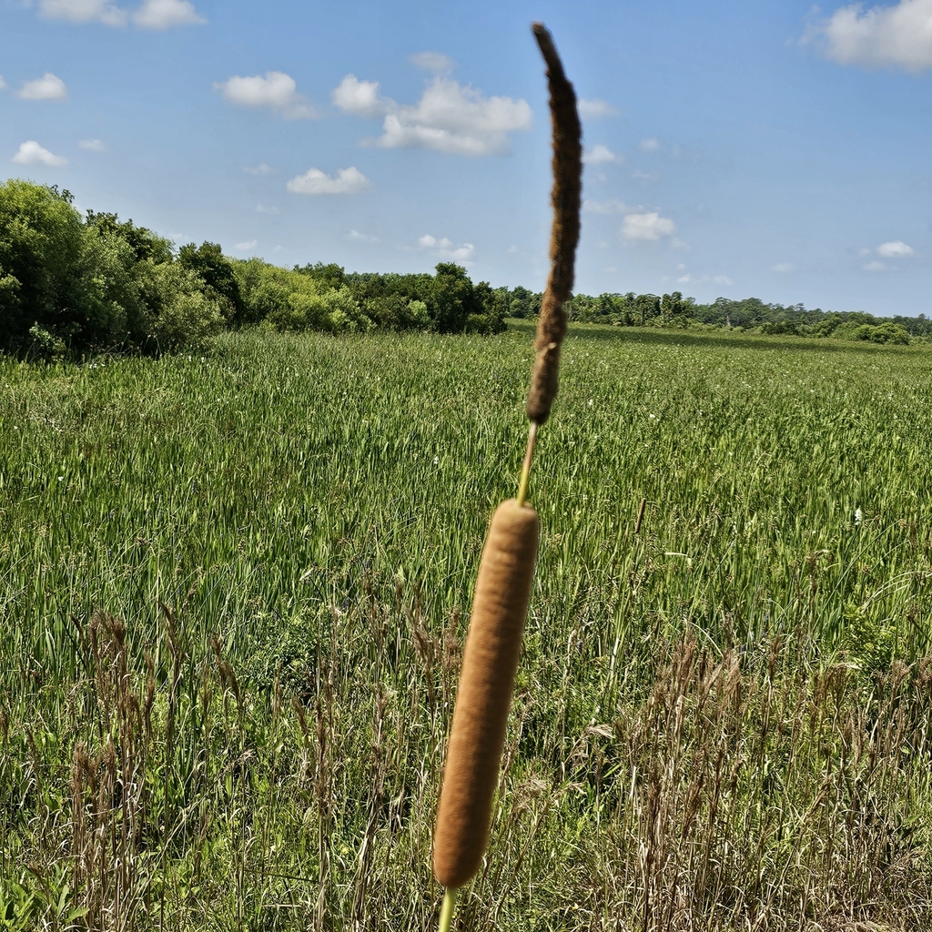 southern cattail from Orlando Wetlands, Orange County, FL 32709, USA on ...