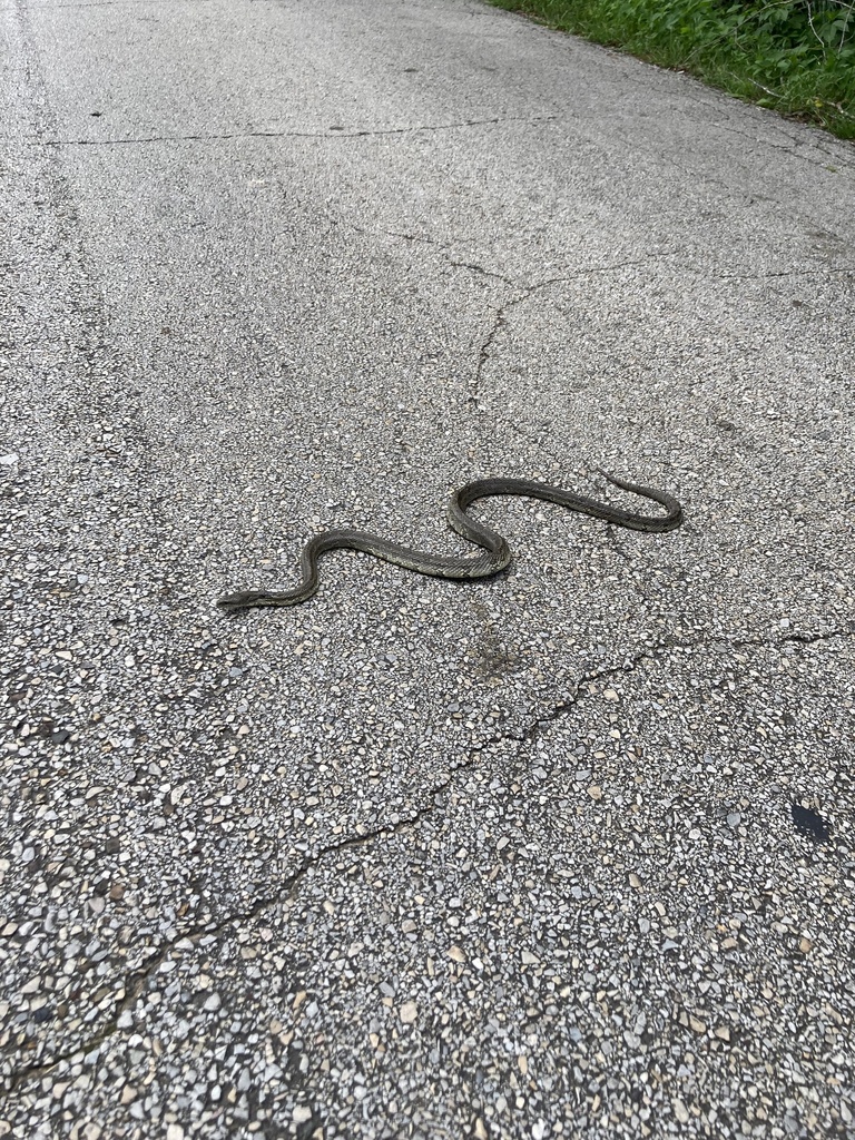 Prairie Kingsnake from Lindale Cmty Rd, Lindale, TX, US on May 8, 2024 ...