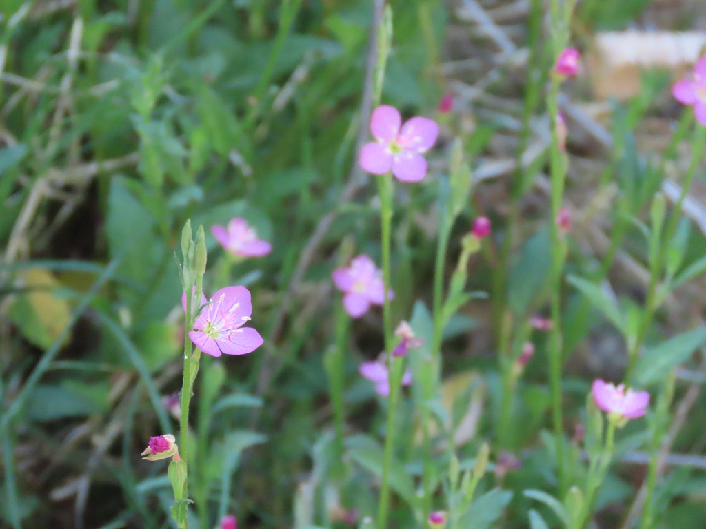 rose evening primrose from Sierra Vista Southeast, AZ, USA on May 8 ...