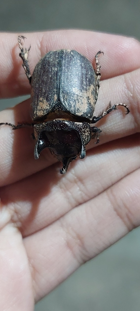 Coelosis bicornis from Três Rios on April 28, 2024 at 10:46 PM by Hugo ...