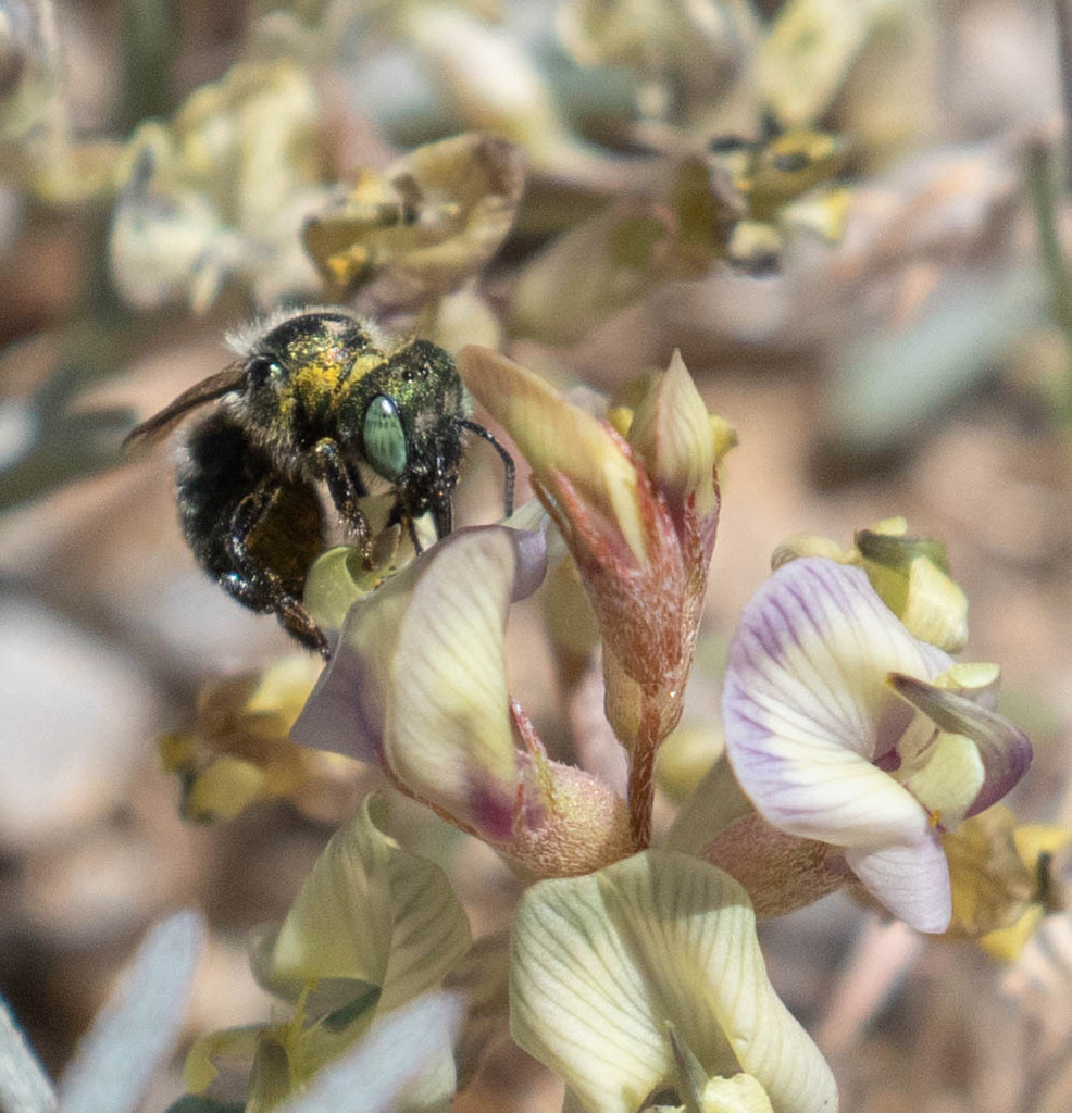 Small Mason Bees from Pima County, AZ, USA on April 28, 2024 at 10:33 ...