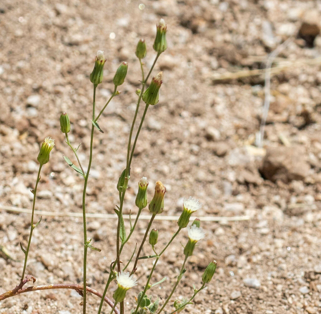 desert dandelions from Pima County, AZ, USA on April 28, 2024 at 10:40 ...