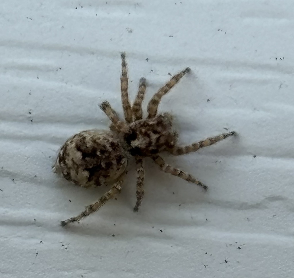 Asiatic Wall Jumping Spider from Annandale, NJ, US on May 8, 2024 at 04 ...
