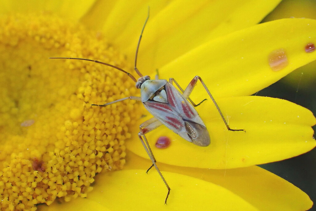 rosy plant bug from Cáceres, Spanien on April 18, 2024 at 09:14 AM by ...
