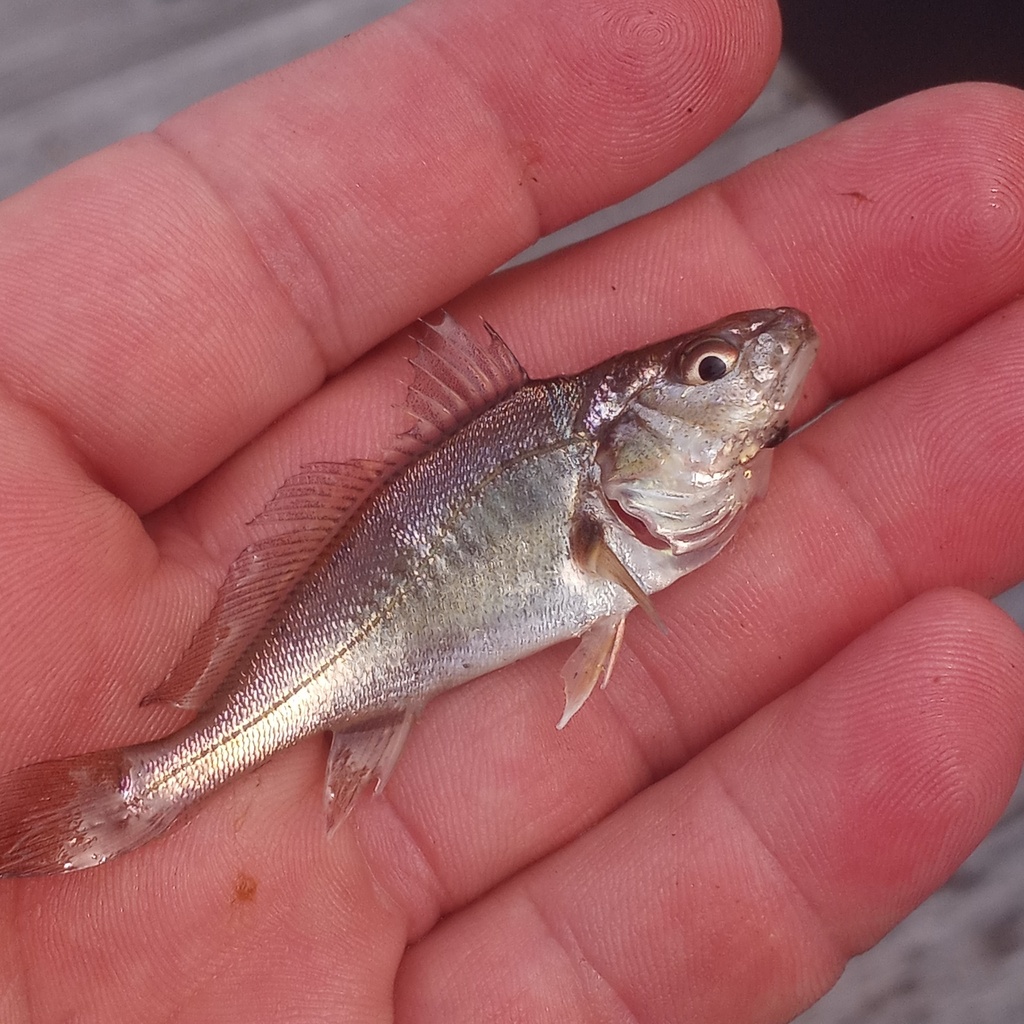 Atlantic Croaker from Worcester County, MD, USA on May 8, 2024 at 10:35 ...