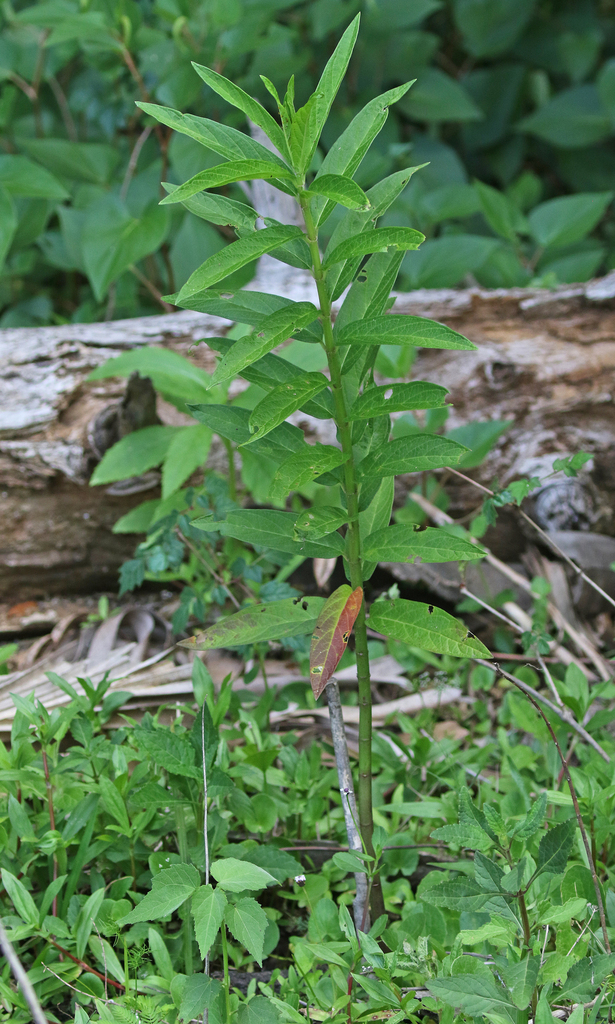 swamp milkweed from Volusia County, FL, USA on April 27, 2024 at 10:44 ...