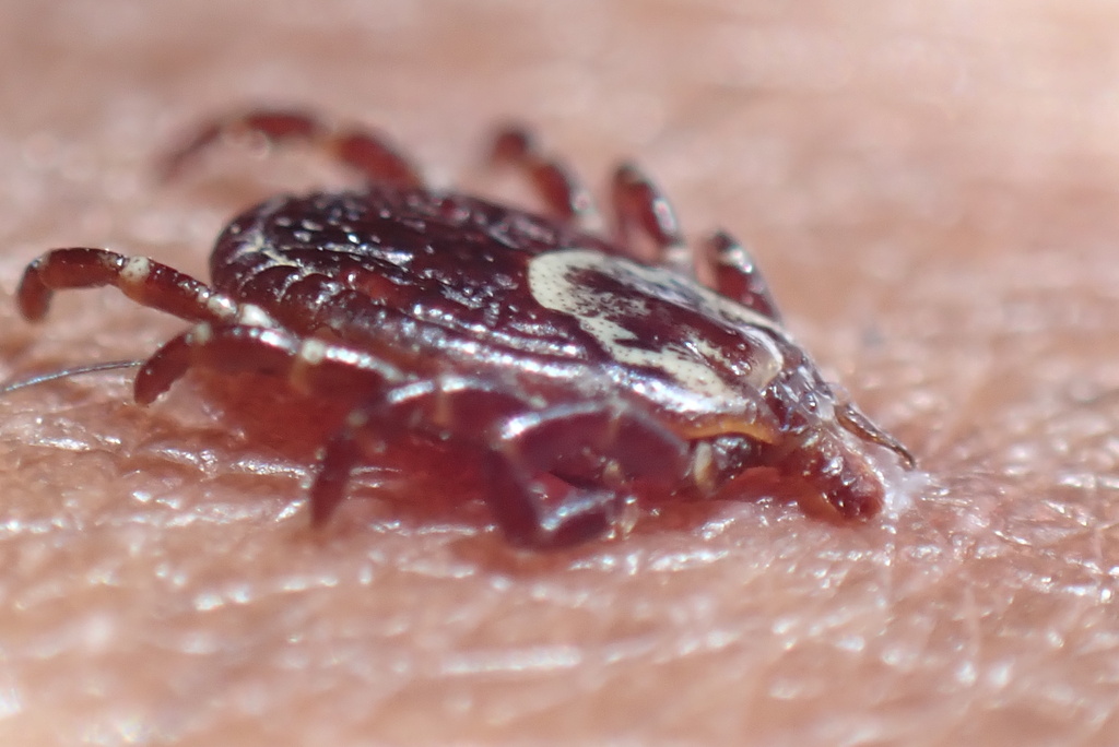 American Dog Tick from Prairie Oaks Metro Park, West Jefferson, OH, US ...