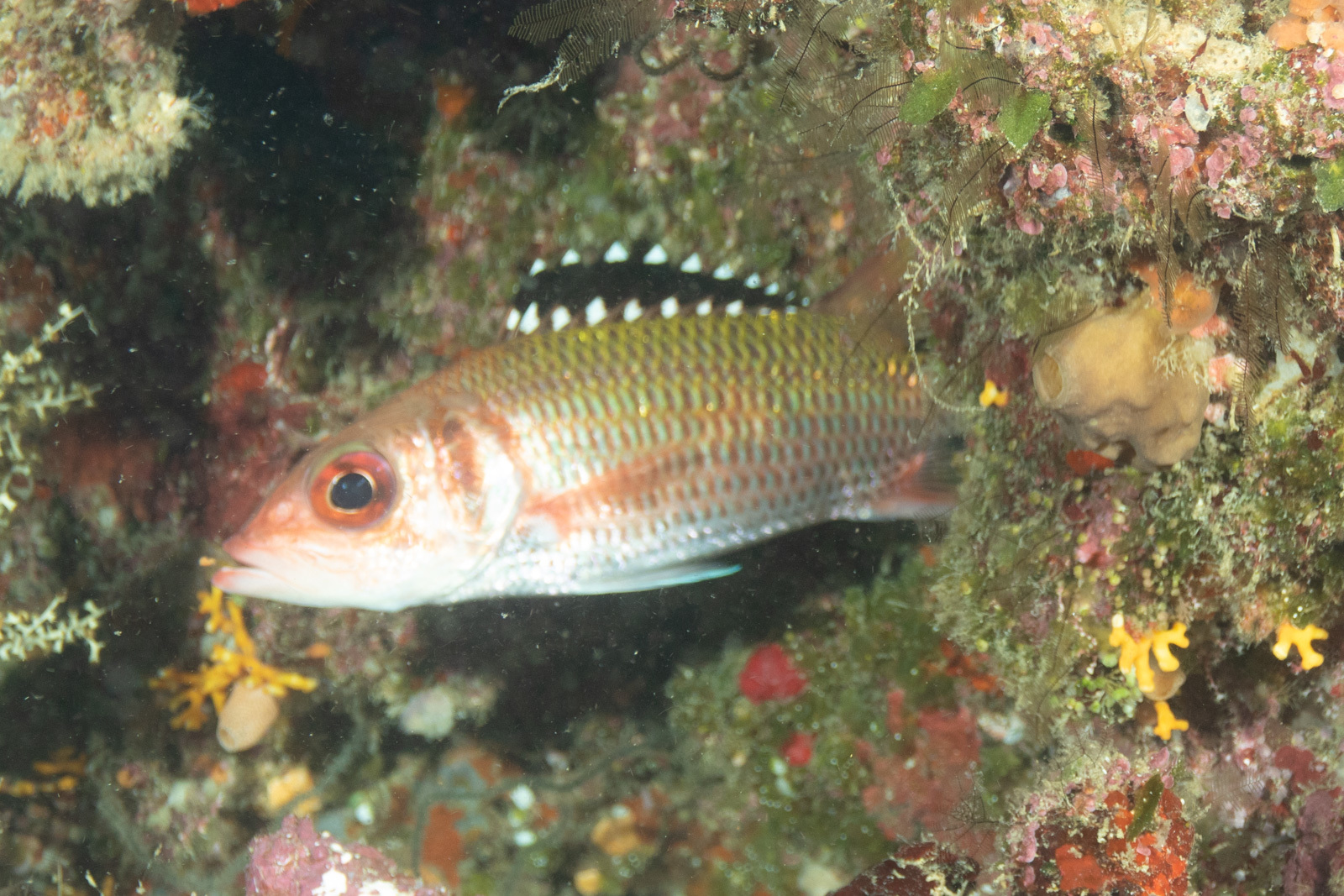 Neoniphon opercularis (Valenciennes, 1831)