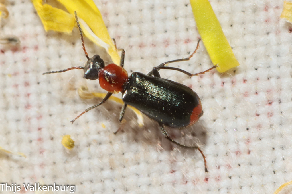 Attalus varitarsis from Al Haouz, Morocco on May 5, 2024 at 05:18 PM by ...