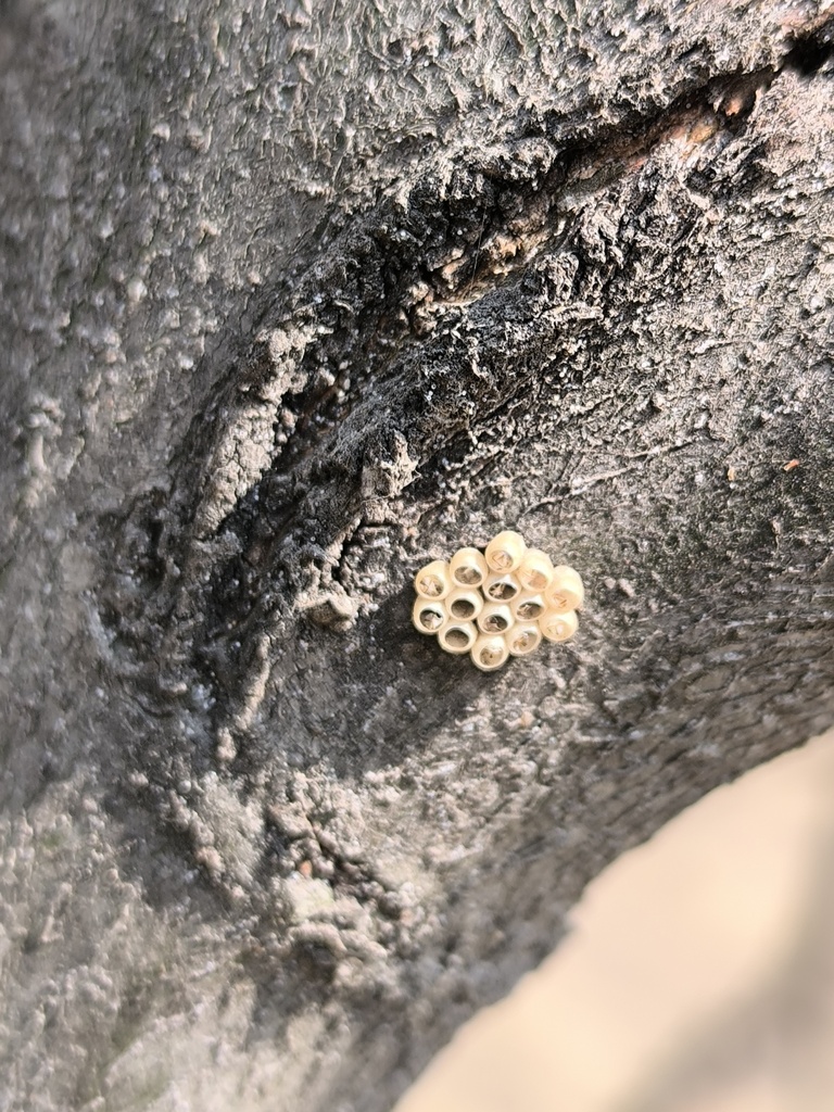 Telenominae desde Cerro de la Estrella, Parque Nacional Cerro de la ...