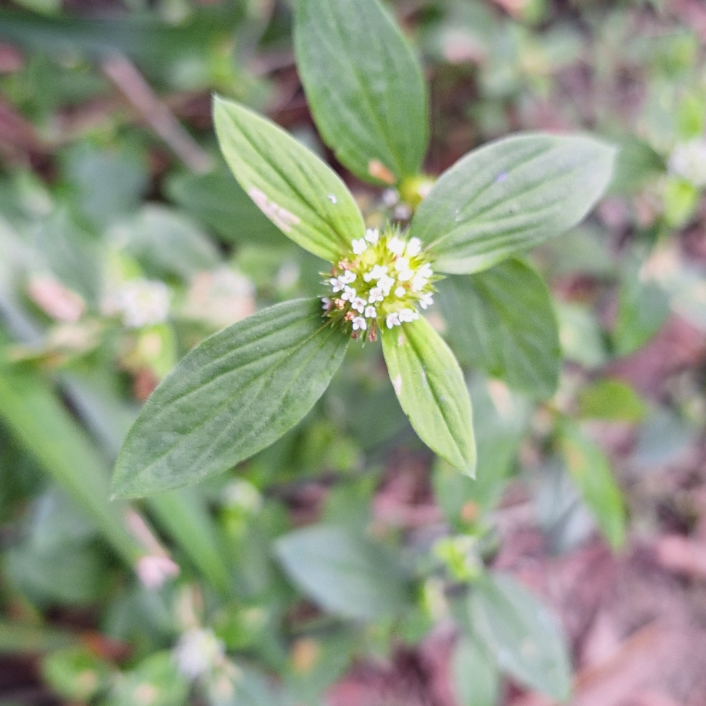 Tropical Girdlepod from Yarrabilba QLD 4207, Australia on May 9, 2024 ...