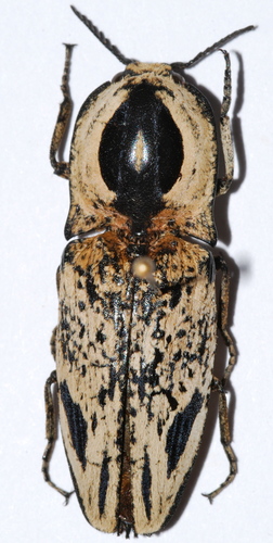 Lycoreus goudotii · iNaturalist