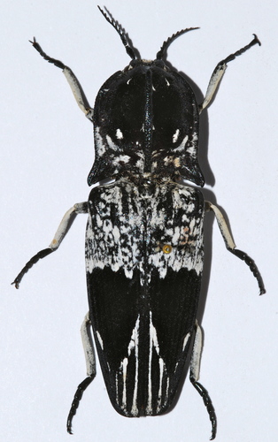 Lycoreus imperialis · iNaturalist