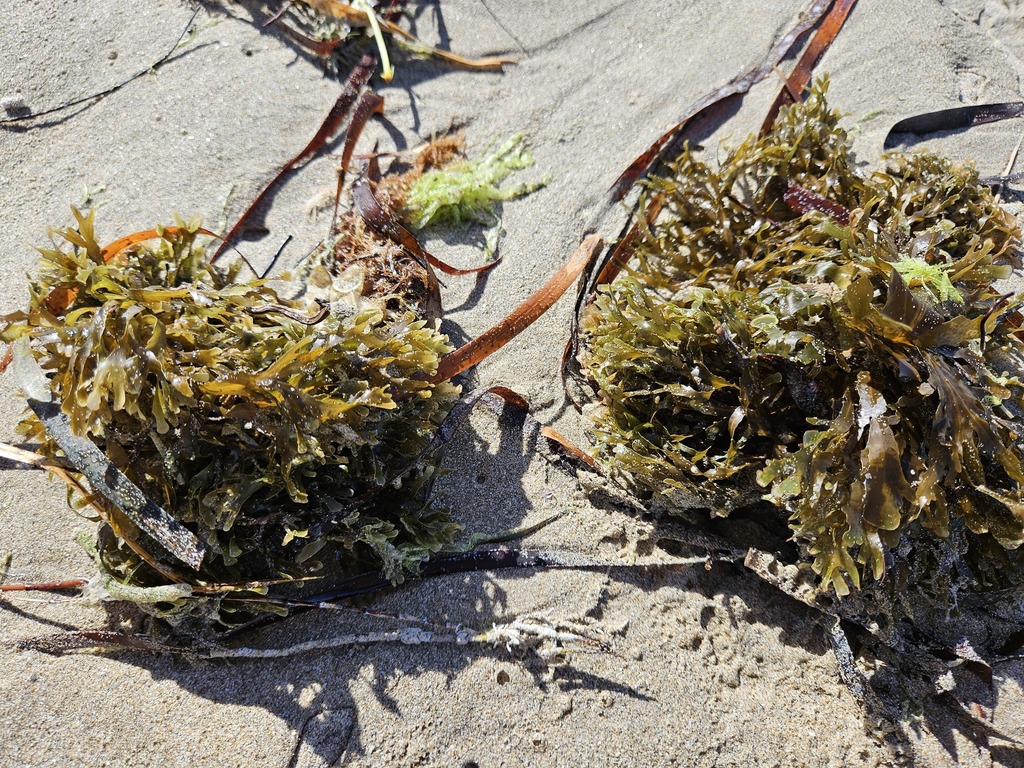 Y-branched Algae from Victor Harbor on May 8, 2024 at 01:10 PM by David ...