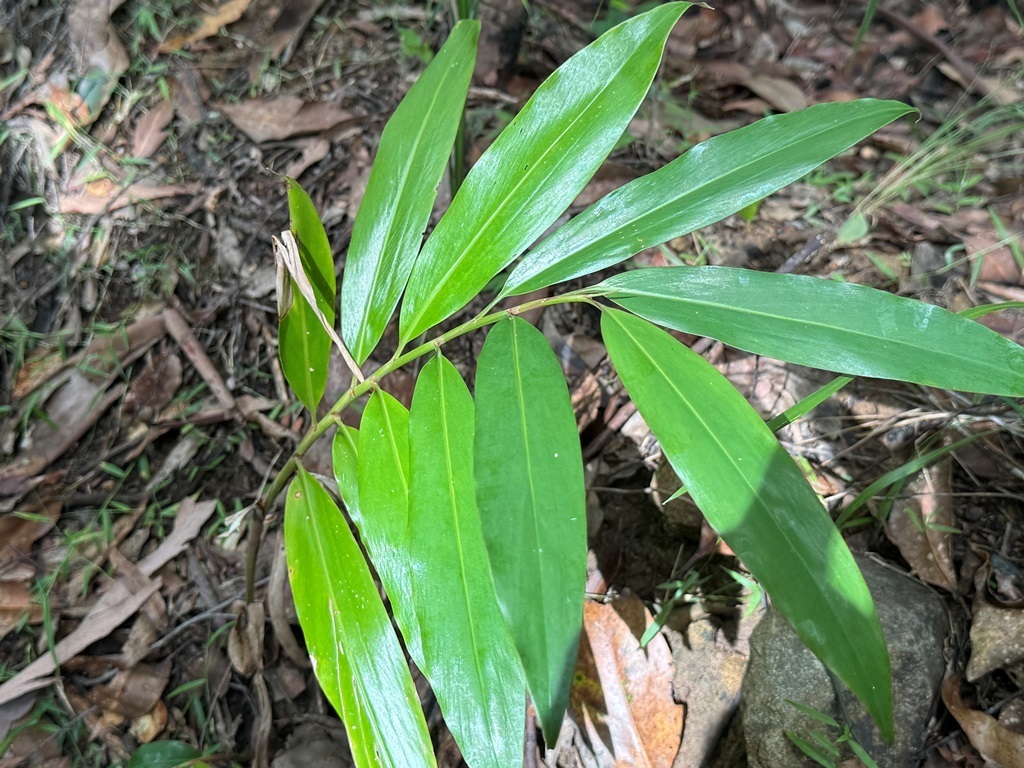 Native Ginger in May 2024 by Martin Bennett · iNaturalist