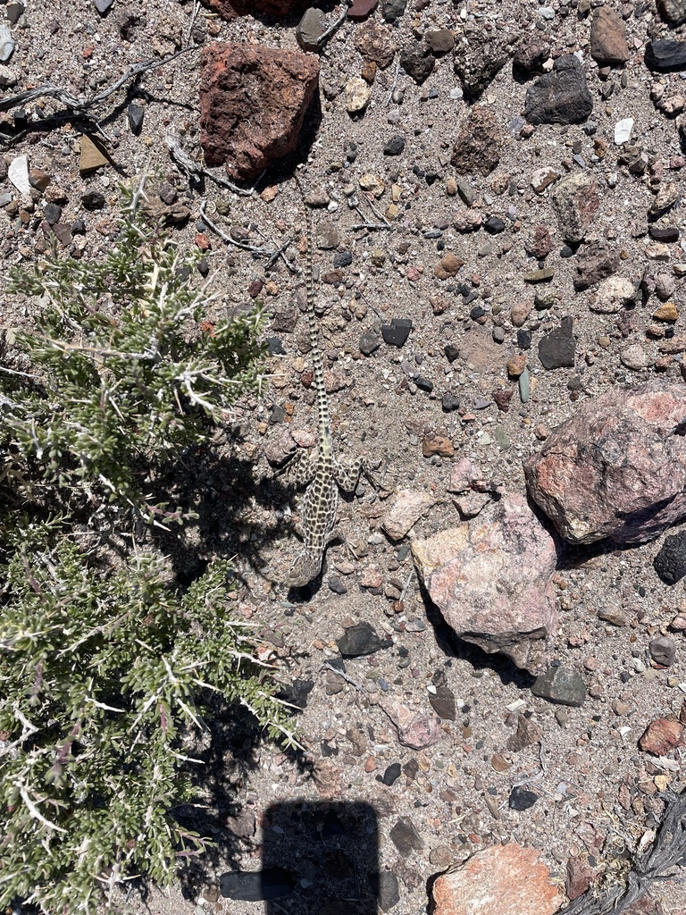 Long-nosed Leopard Lizard from Goldfield, NV, US on May 8, 2024 at 03: ...