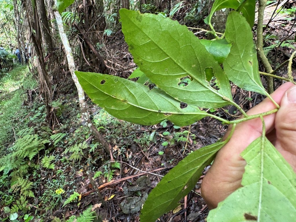 Claoxylon australe in May 2024 by Martin Bennett · iNaturalist