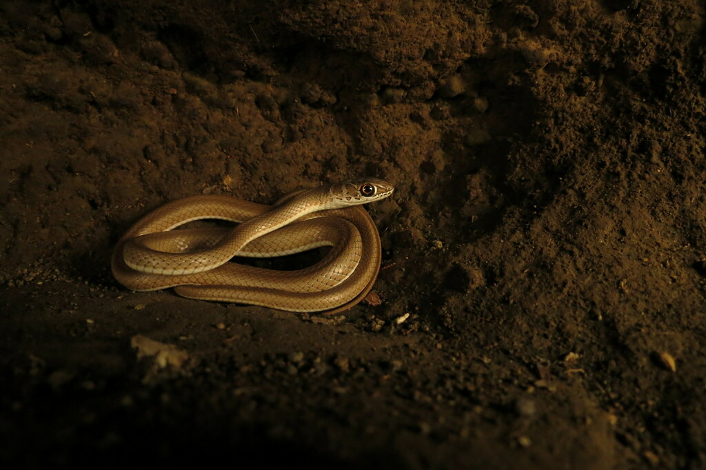 Olive Whip Snake from Hell's Gate, קניה on March 08, 2012 at 03:19 PM ...