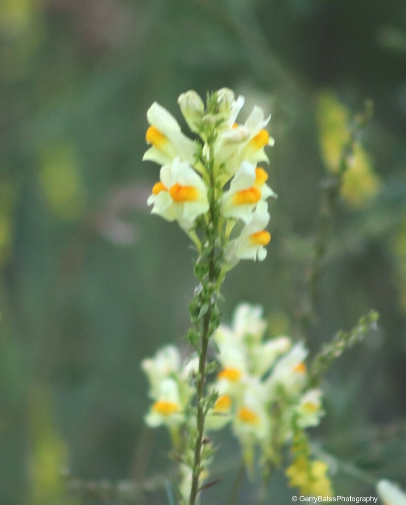 common toadflax from Improvement District No. 9, AB T0L, Canada on ...
