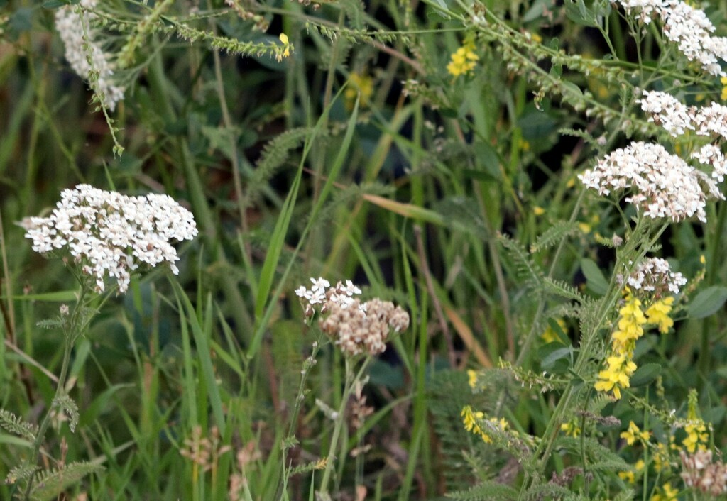common yarrow from Improvement District No. 9, AB T0L, Canada on August ...