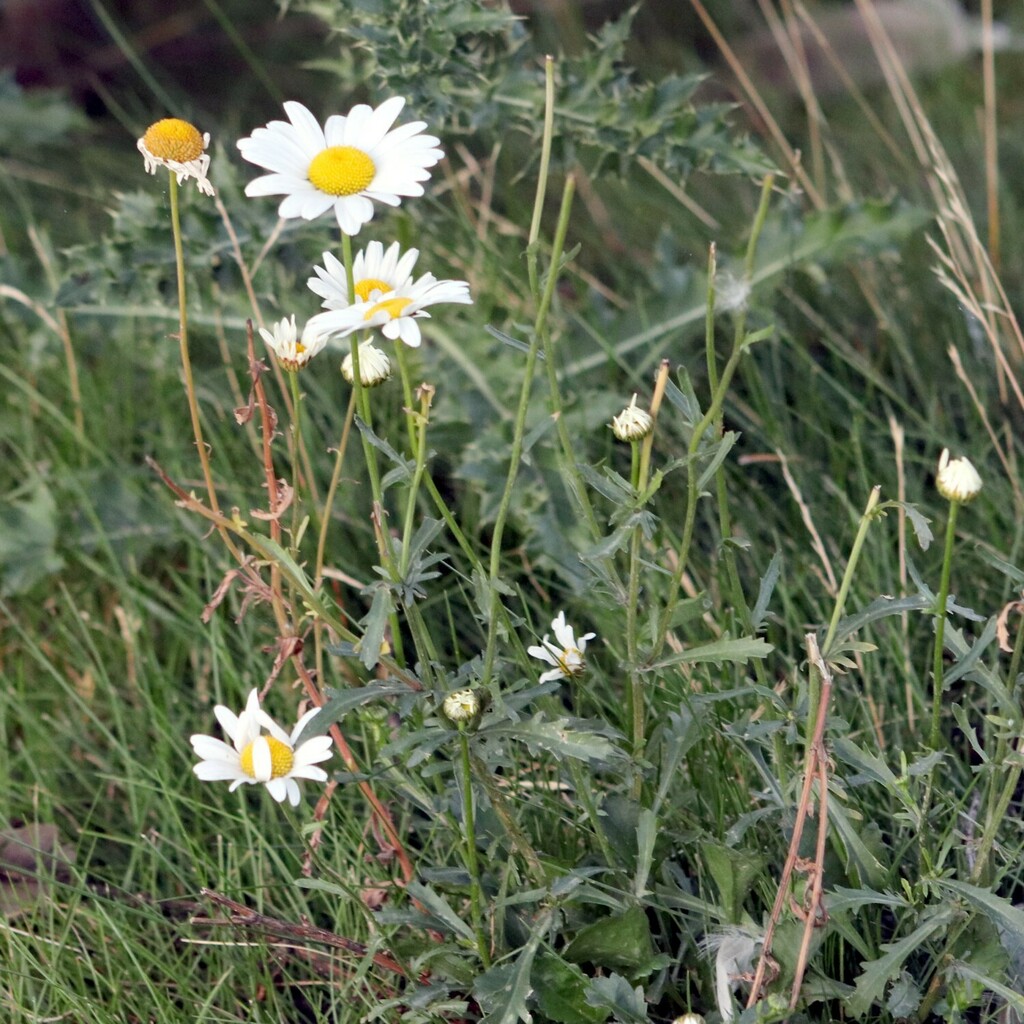 oxeye daisy from Improvement District No. 9, AB T0L, Canada on August ...