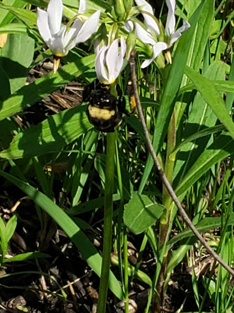 Black-and-gold Bumble Bee from Aurora, IL 60502, USA on May 8, 2024 at ...