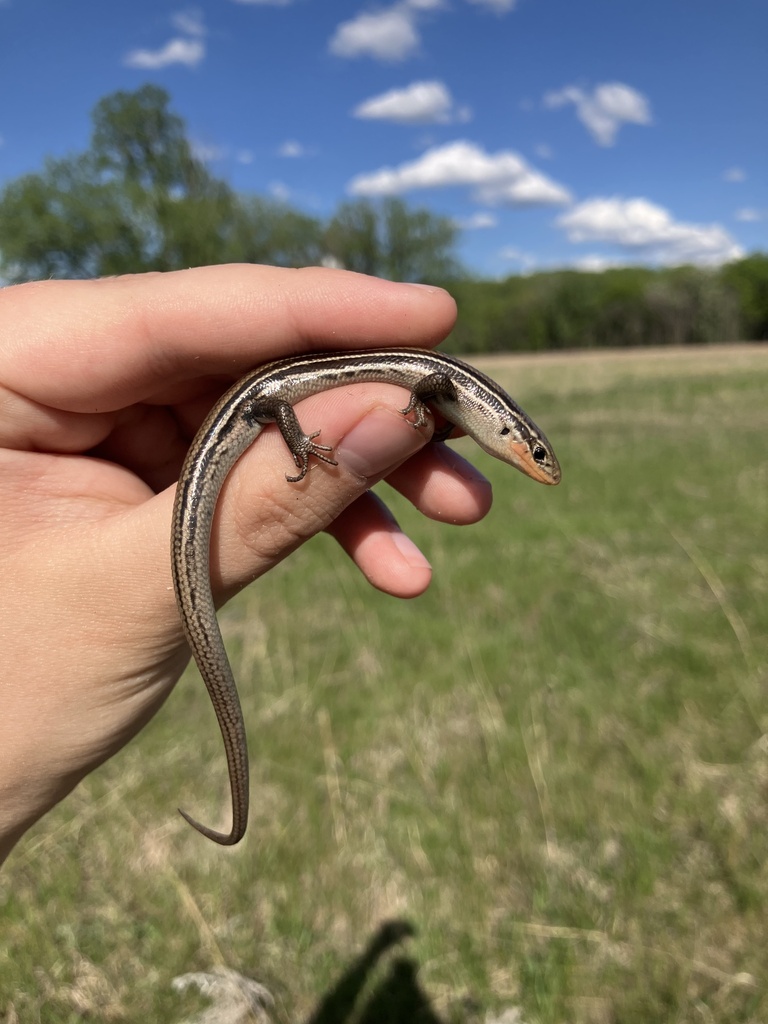 Prairie Skink from Wood Lake Nature Center, Richfield, MN, US on May 8 ...