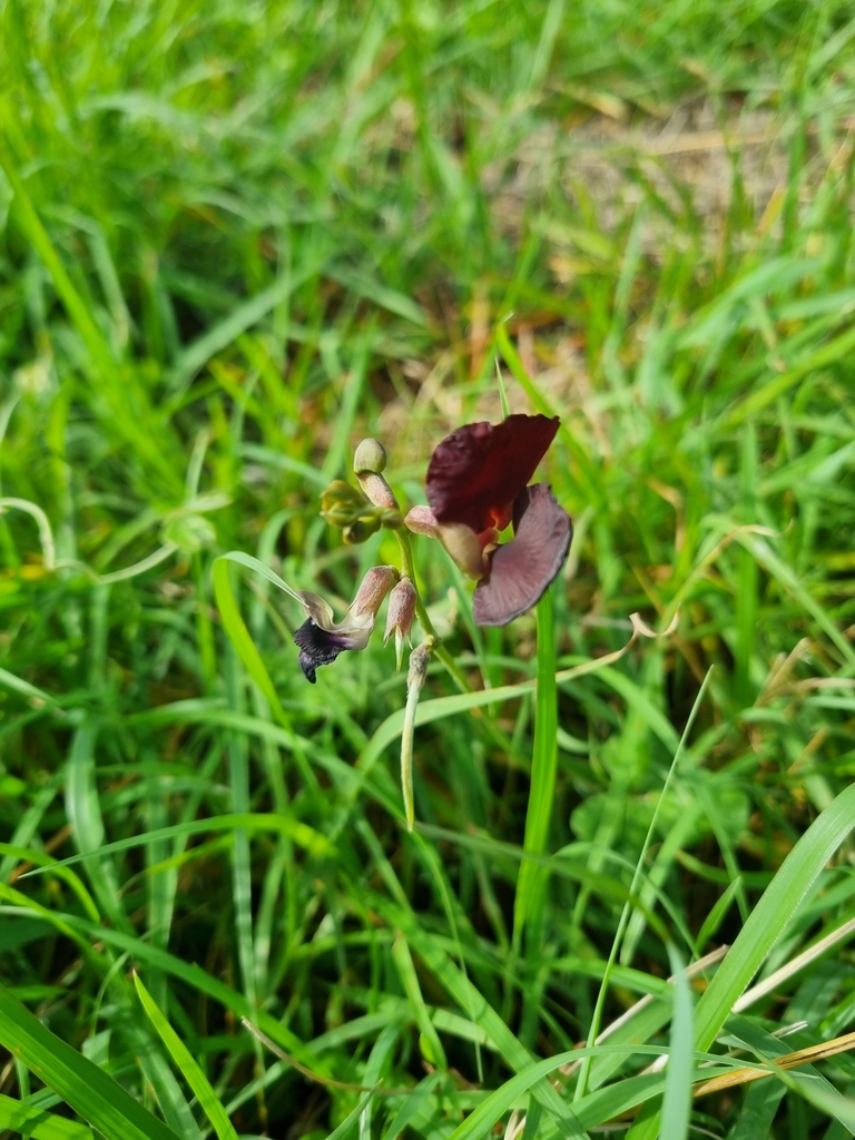 Purple Bush-Bean in May 2024 by Brenton B · iNaturalist