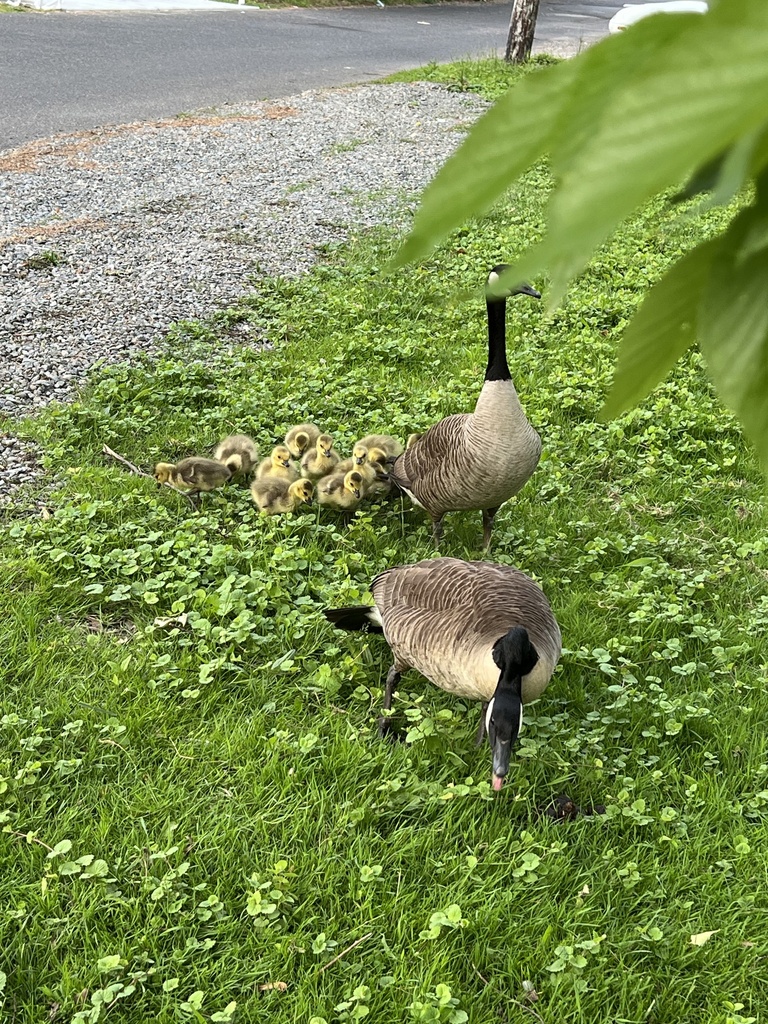 Canada Goose from Newton Ave, Collingswood, NJ, US on May 8, 2024 at 07 ...