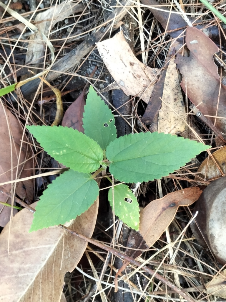 Nettle Tree from Nathan QLD 4111, Australia on May 9, 2024 at 09:30 AM ...