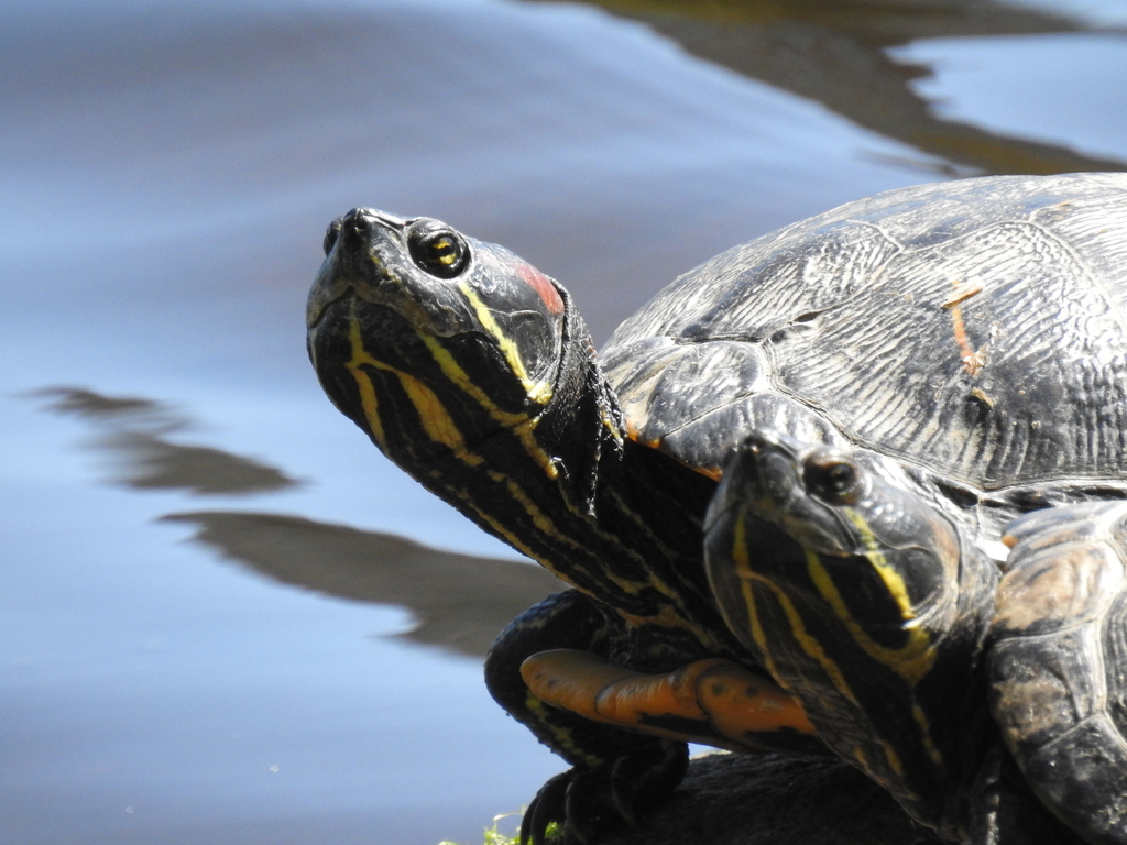 Red-eared Slider from Central Vancouver, Vancouver, BC, Canada on May 8 ...