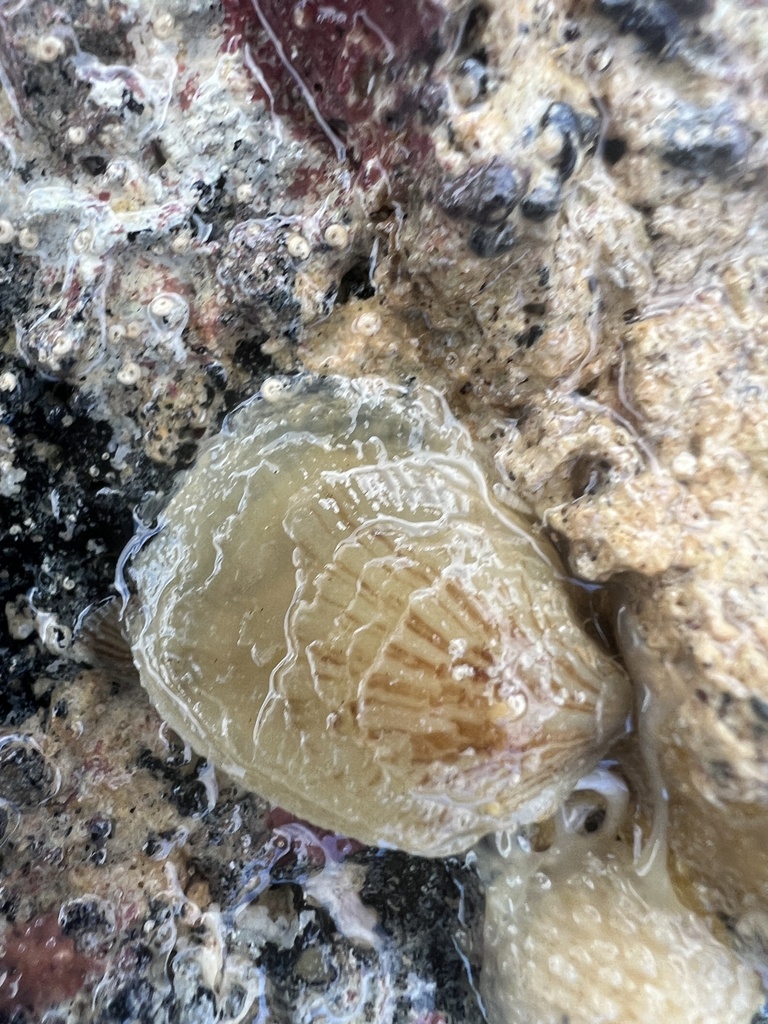 Brown Purse Shell from Hawaiʻi, Kailua Kona, HI, US on May 8, 2024 at ...