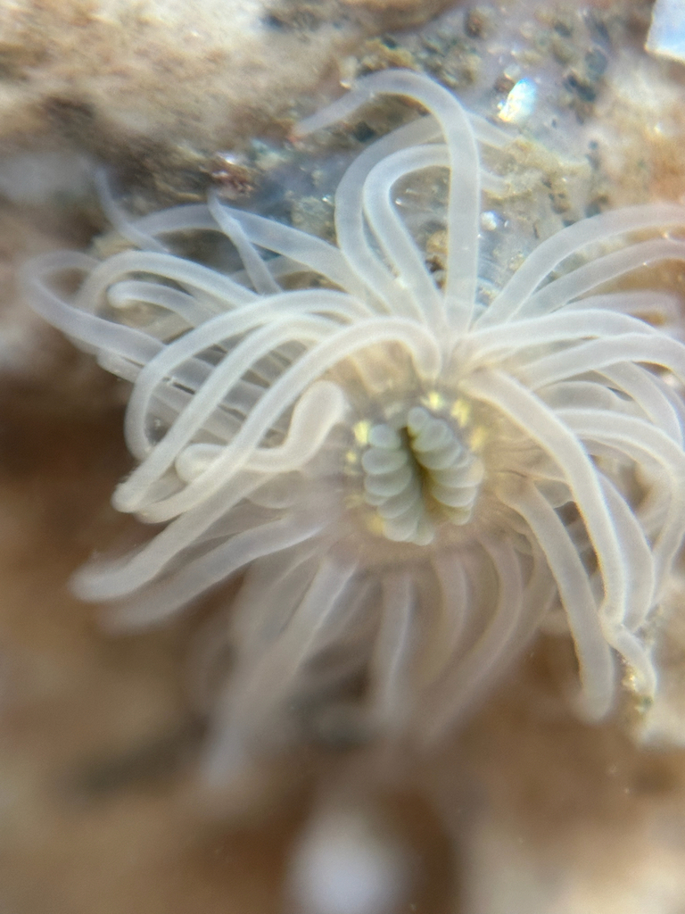 Ghost Anemone from Sparrows Point on November 16, 2023 at 11:43 AM by ...