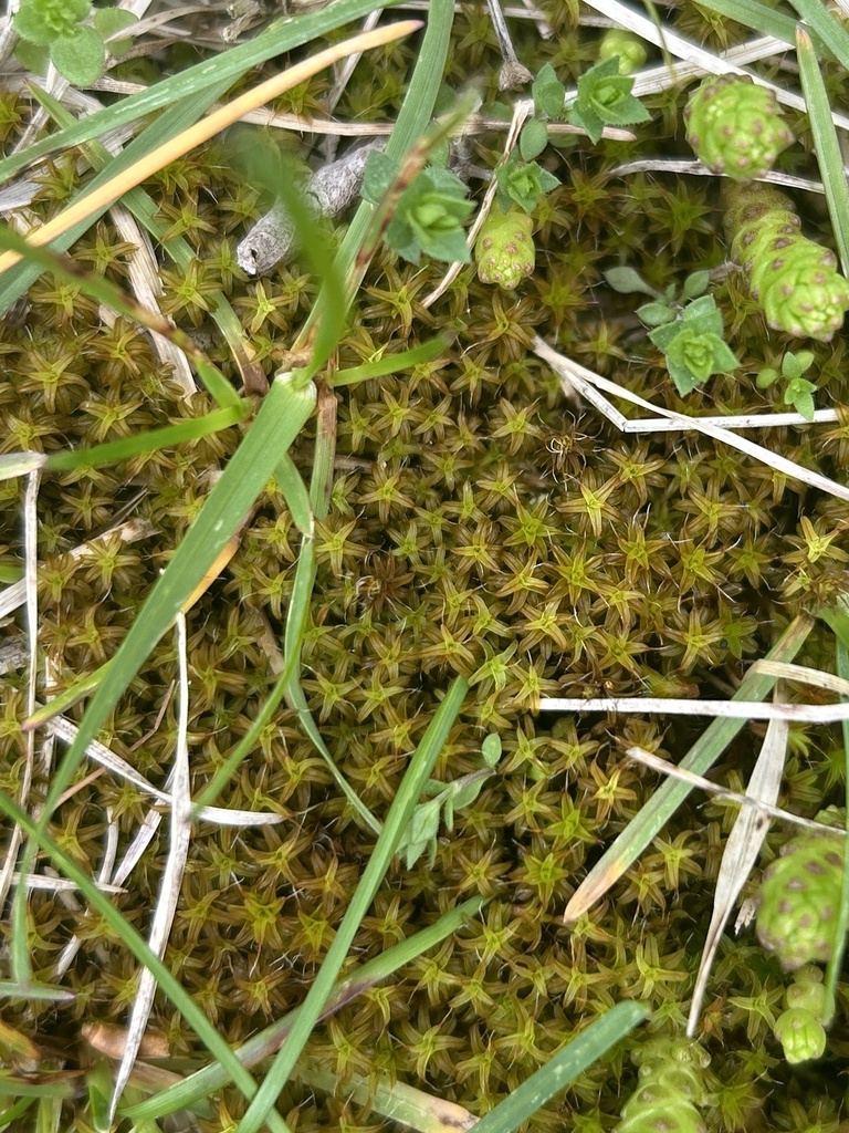 Star Moss from W Fourth Ave, Sault Ste. Marie, MI, US on May 8, 2024 at ...