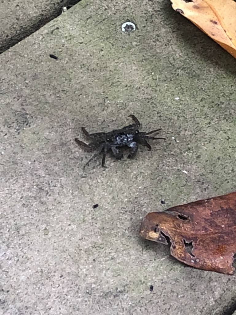 Mangrove Tree Crab from Ponce de Leon Pkwy, Punta Gorda, FL, US on ...