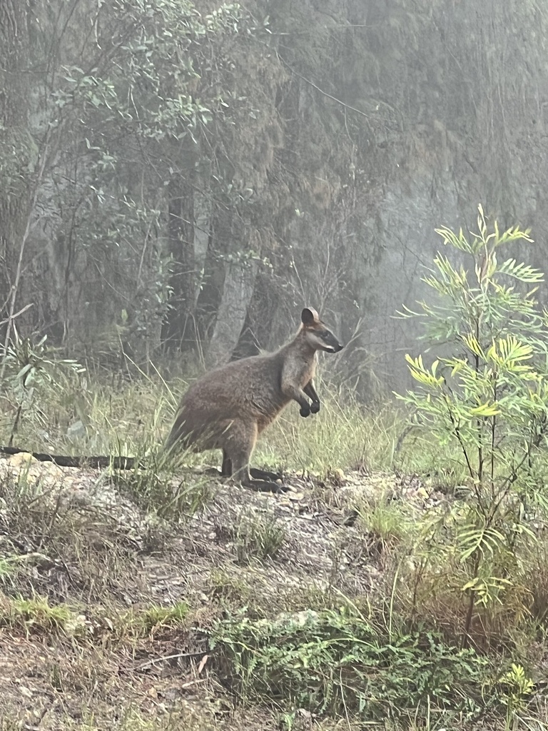 Swamp Wallaby from Mount Simpson Trl, Bucketty, NSW, AU on May 9, 2024 ...