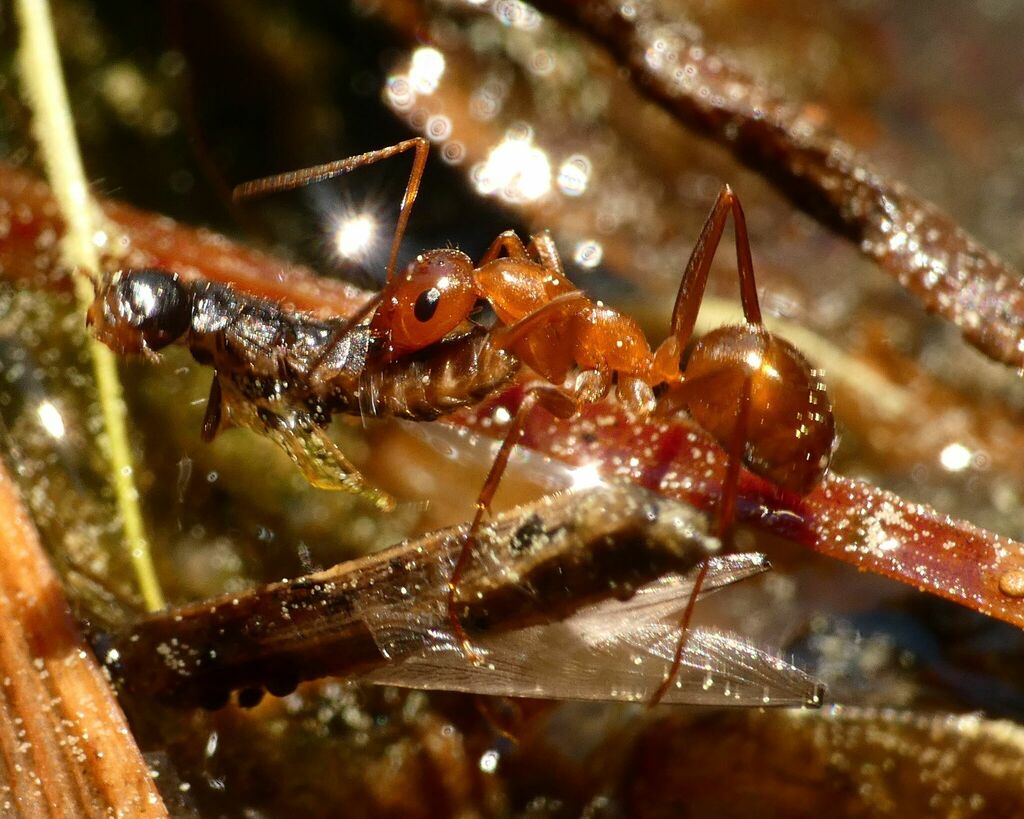 pallidefulva-group Field Ants from Galloway, NJ, USA on May 7, 2024 at ...