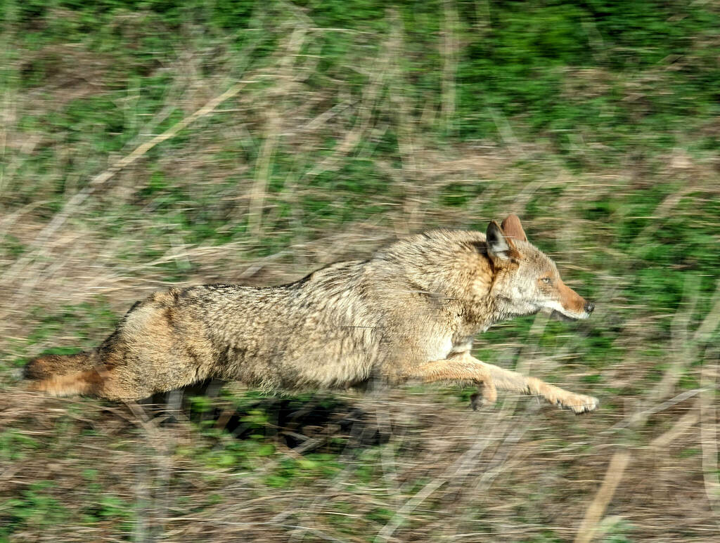 Coyote from Como Park, St Paul, MN, USA on May 8, 2024 at 09:07 AM by ...