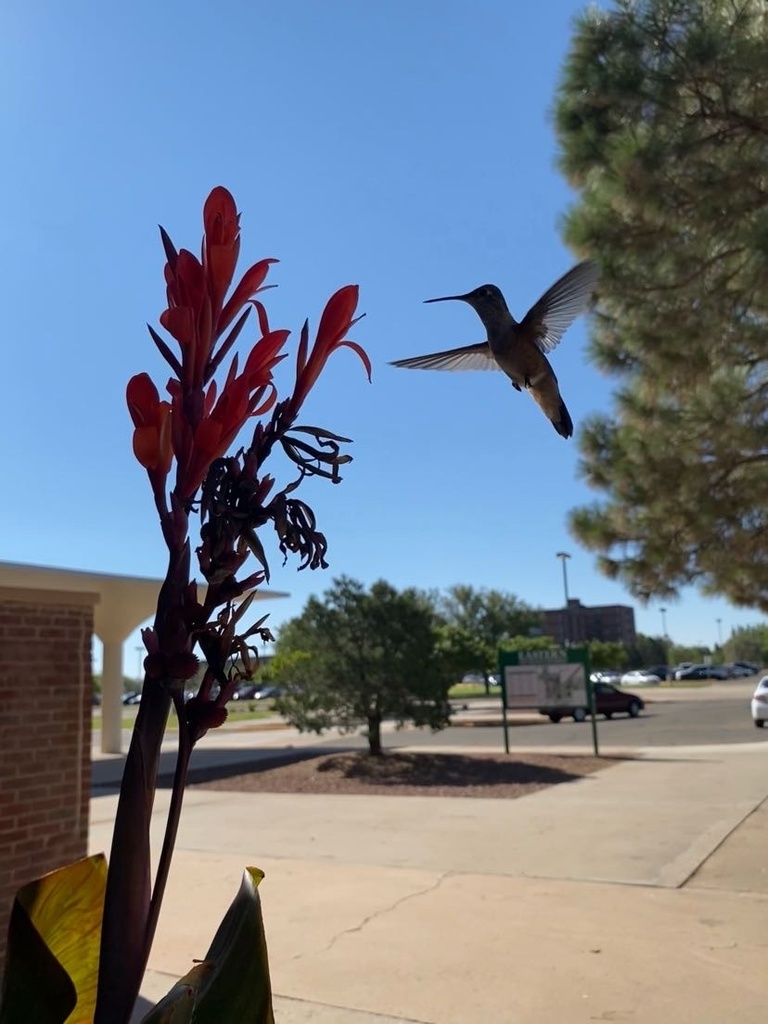 Hummingbirds from Eastern New Mexico University - ENMU, Portales, NM ...