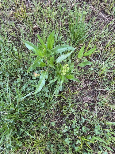 Observaciones de joush · NaturaLista Colombia