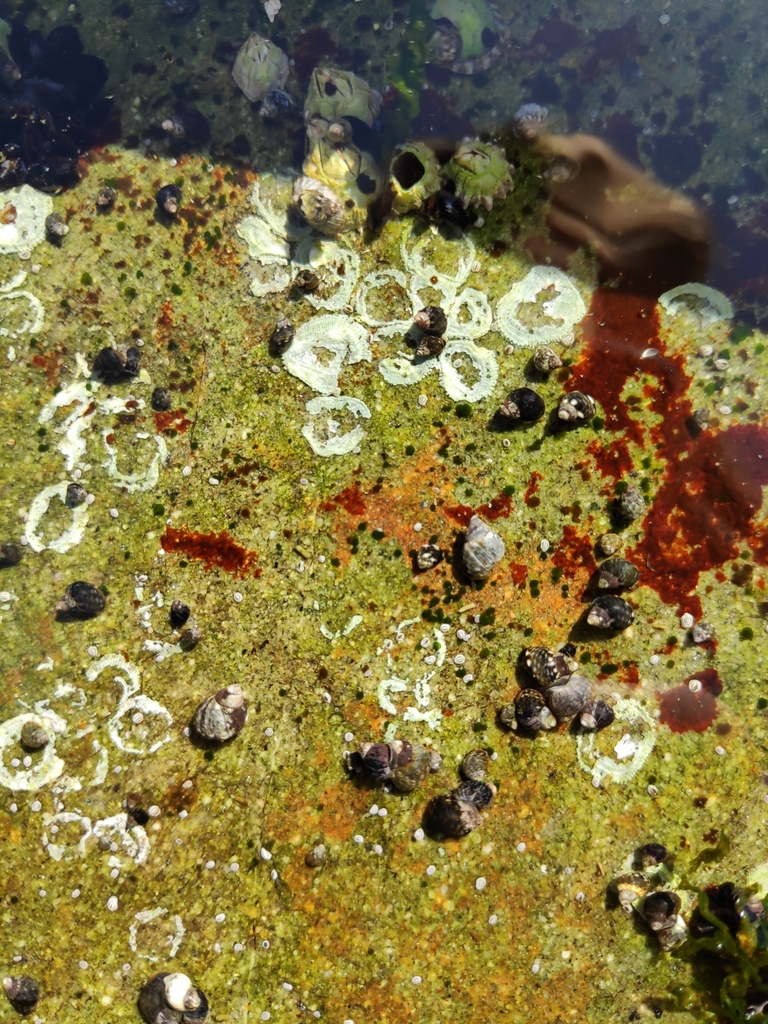 Periwinkle Snails and Allies from Bellhouse Provincial Park, Bellhouse ...