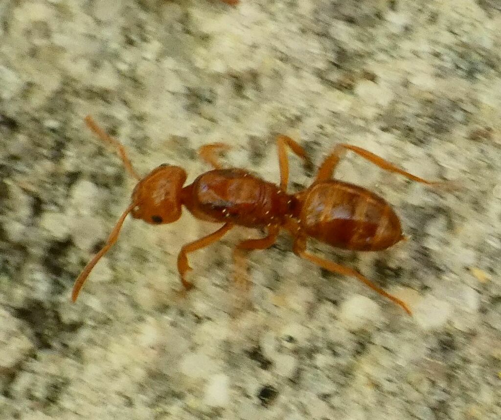 Larger Citronella Ant from Galloway, NJ, USA on May 7, 2024 at 02:19 PM ...