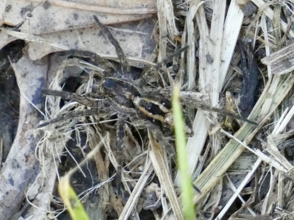 lance wolf spider in May 2024 by kurtis · iNaturalist