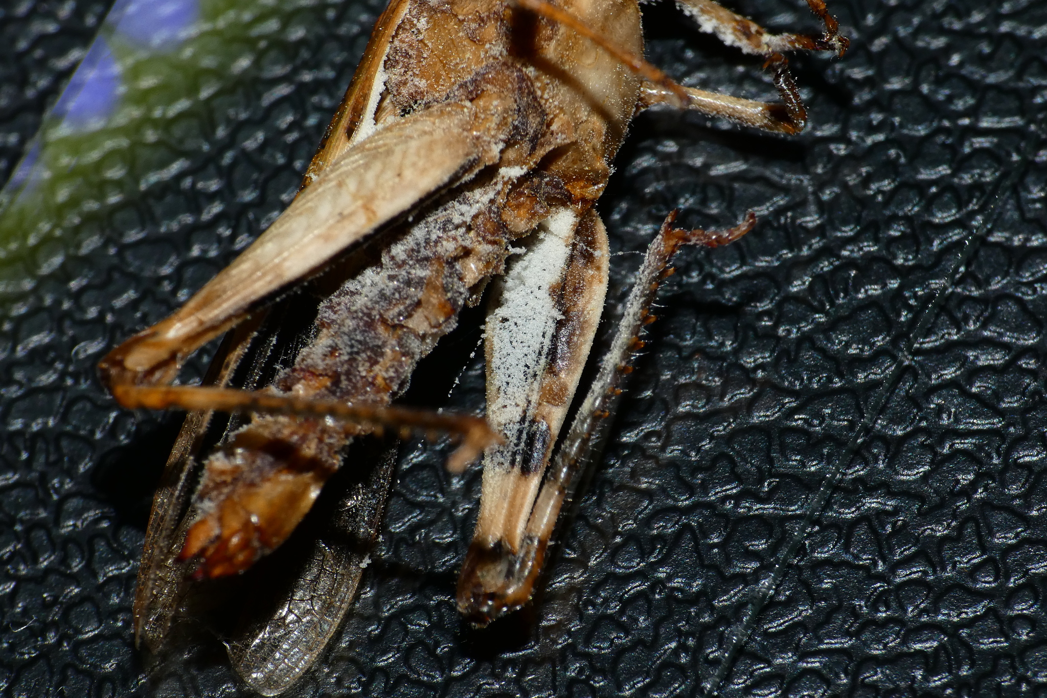 Entomophaga grylli