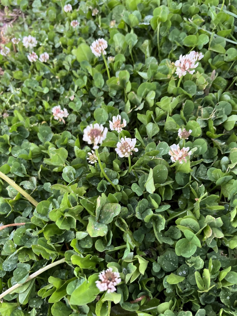 clovers from Foristell, MO, US on April 26, 2024 at 07:00 AM by Joshua ...