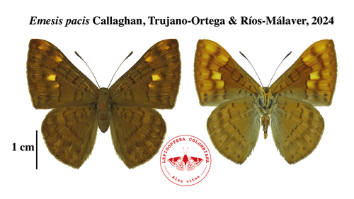 Emesis pacis · iNaturalist