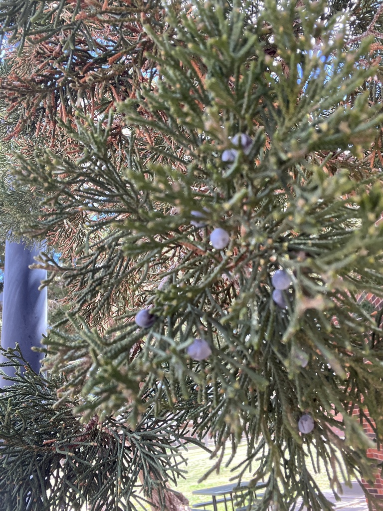 junipers from Eastern New Mexico University - ENMU, Portales, NM, US on ...