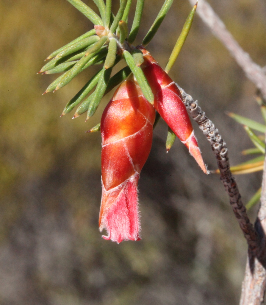 Conostephium pungens from Pingrup WA 6343, Australia on May 5, 2018 at ...