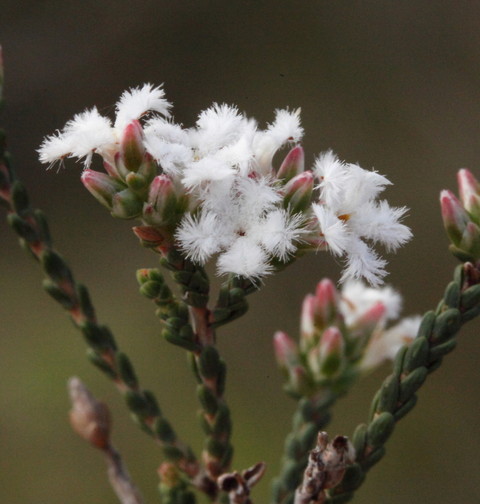 Leucopogon obtusatus from Wellstead WA 6328, Australia on August 29 ...