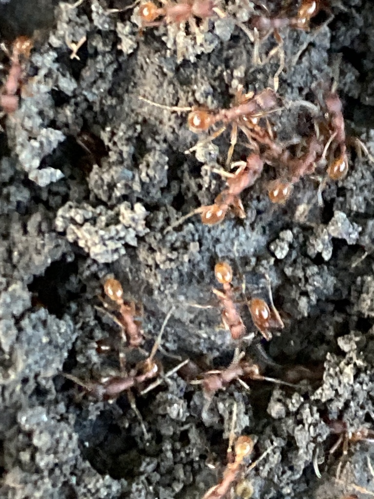 Black Legionary Ant from Washington Marlatt Memorial Park Trail ...